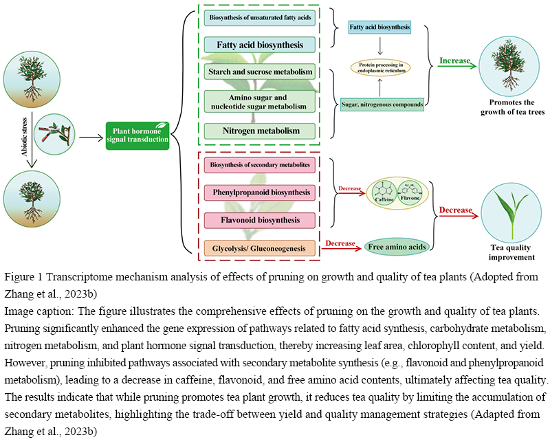 Optimization of Tea Yield and Quality: Cultivation Techniques and ...