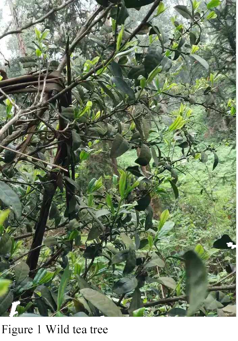 The Origin and Distribution of Tea Trees and Tea in China | Liu ...