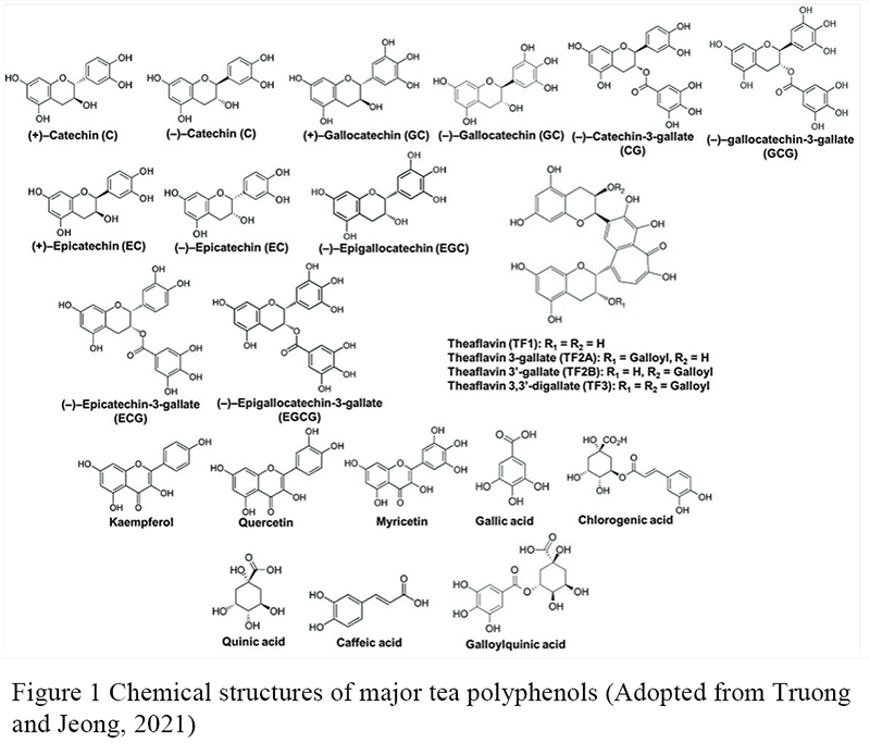 Antioxidant Powerhouse: Tea Polyphenols in Chronic Disease Prevention ...