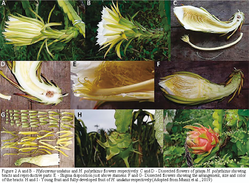 Genetic Regulation of Nocturnal Flowering in Pitaya Floral Morphology ...