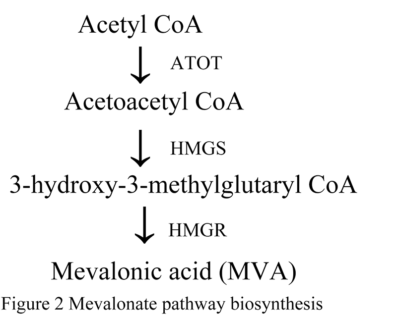 Targeted Editing of the Ginsenoside Biosynthesis Pathway in Ginseng ...