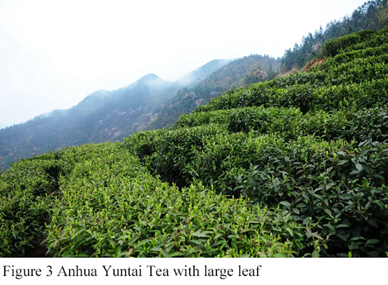 The Origin and Distribution of Tea Trees and Tea in China | Liu ...